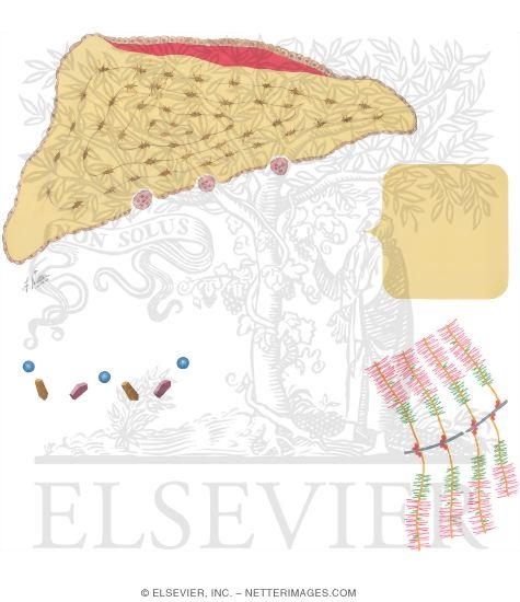 Structure of Bone