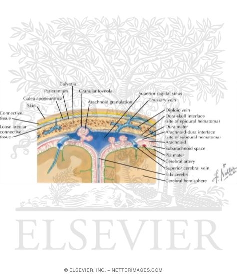 Meninges and Superficial Cerebral Veins