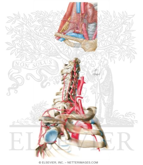 Arteries of the Spine