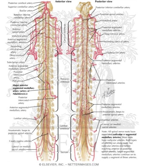 Arteries of Spinal Cord: Schema