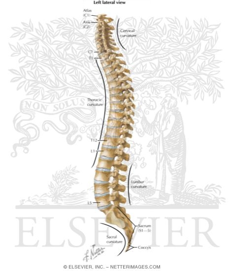 Osteology of the Spine: Left Lateral View