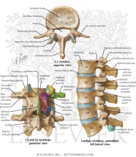 Osteology of the Spine