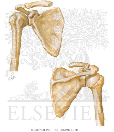 Osteology of the Shoulder