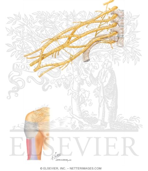 Nerves of the Shoulder