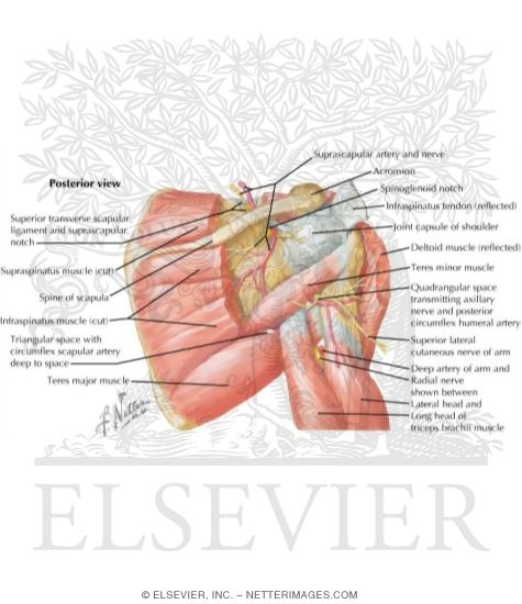 triangular interval shoulder