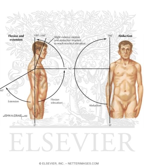 shoulder extension range