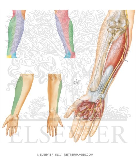 Nerves of the Forearm