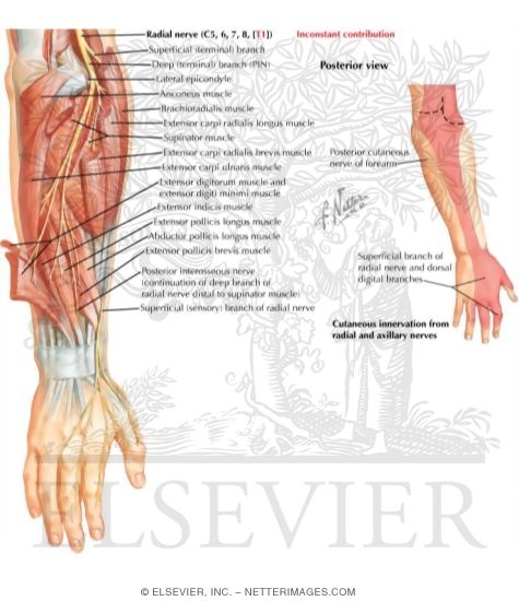 Musculocutaneous Nerve Netter