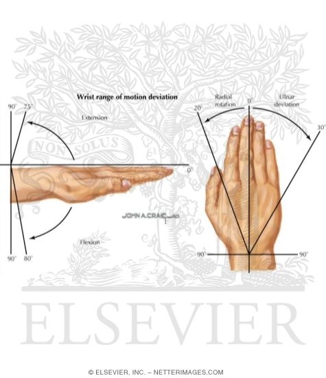 Physical Examination of the Forearm