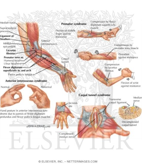 Netters Orthopedic Anatomy