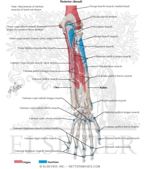 Attachments of Muscles of Forearm: Posterior View