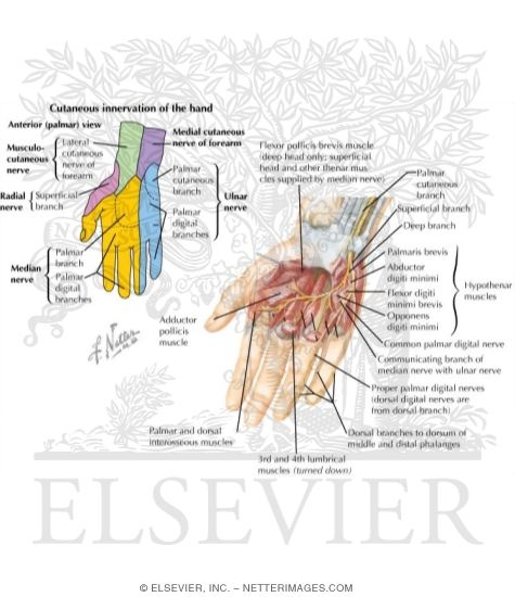 Nerves of the Hand