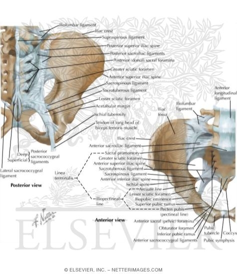 Netter Posterior Iliac Crest