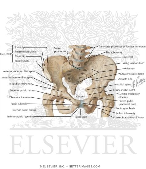 Hip and Pelvis Joints