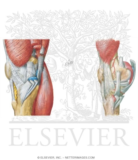 Joints of the Leg and Knee