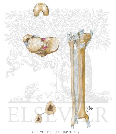 Joints of the Leg and Knee
