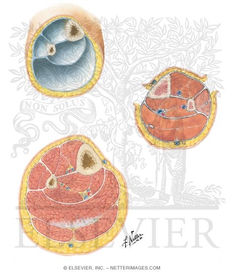 Muscles of the Leg and Knee