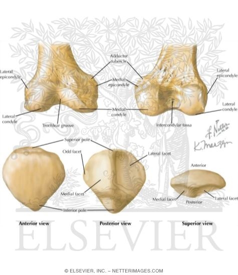 Osteology of the Leg and Knee