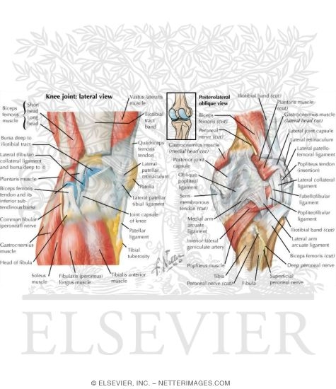 Joints of the Leg and Knee
