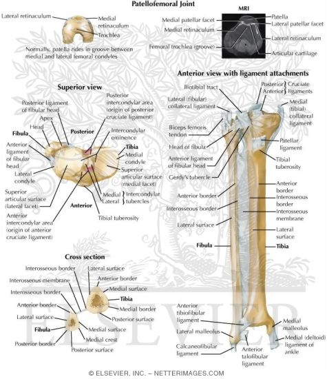Joints of the Leg and Knee