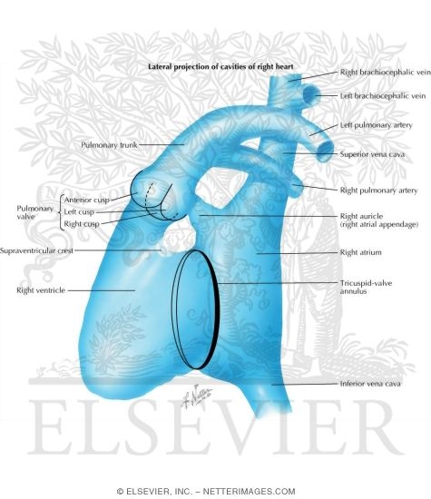 Radiology and Angiocardiography