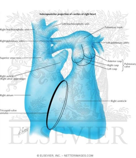 Radiology and Angiocardiography