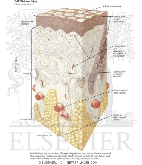 Skin Thickness Chart