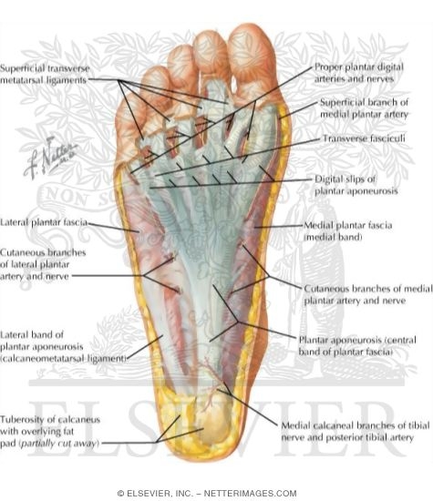 Sole of Foot: Superficial Dissection