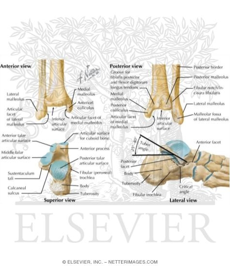 Osteology of the Foot and Ankle