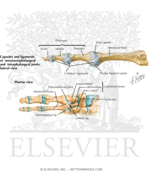 Watermarked preview of labeled image: Joints of the Foot and Ankle