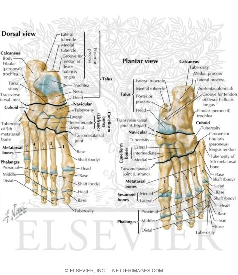 Bones of Foot