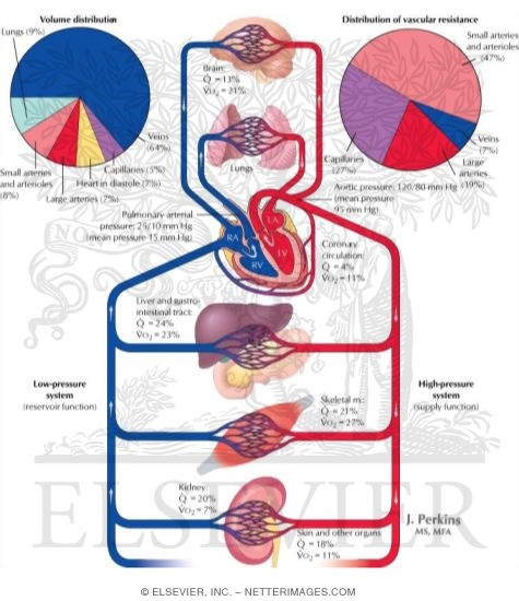 Cardiovascular System Overview