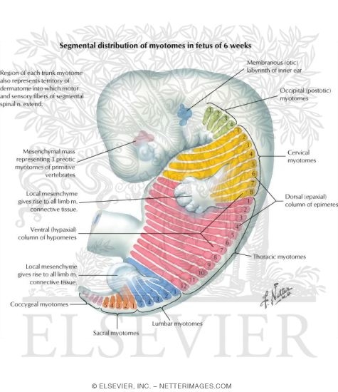 Segmentation and Division of Myotomes