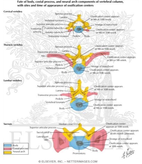 Fate of Body, Costal Process, and Neural Arch Components of Vertebral ...