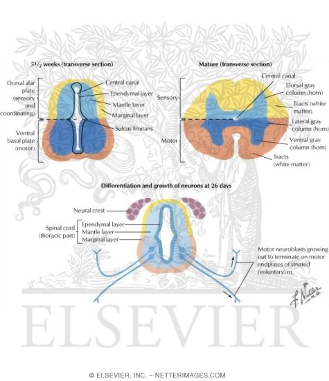 Alar and Basal Plates