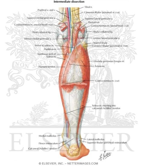 Posterior Leg Muscles Cadaver