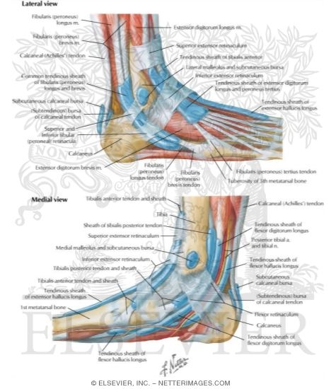 Synovial Tendon Sheaths at Ankle Tendon Sheaths of Ankle