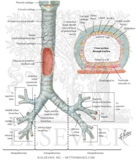 Structure of the Trachea and Major Bronchi