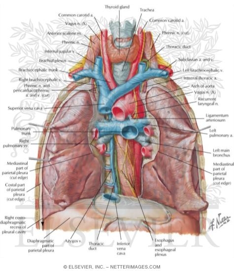 mediastinal pleural