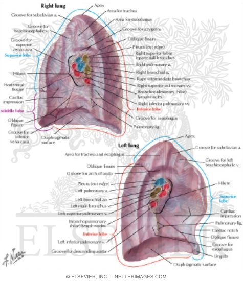 Lungs: Medial Views Medial Surface of Lungs