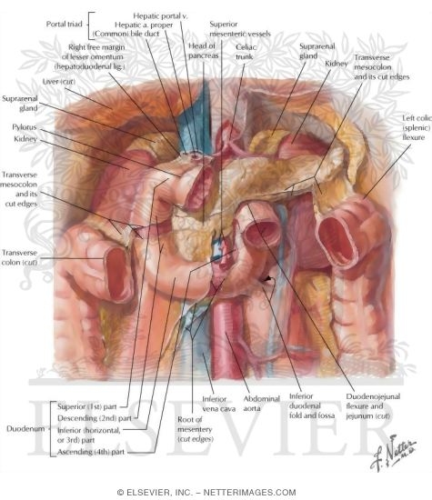 duodenum labelled