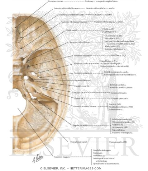 Foramina In the Base of the Adult Skull Internal Aspect of Base of ...