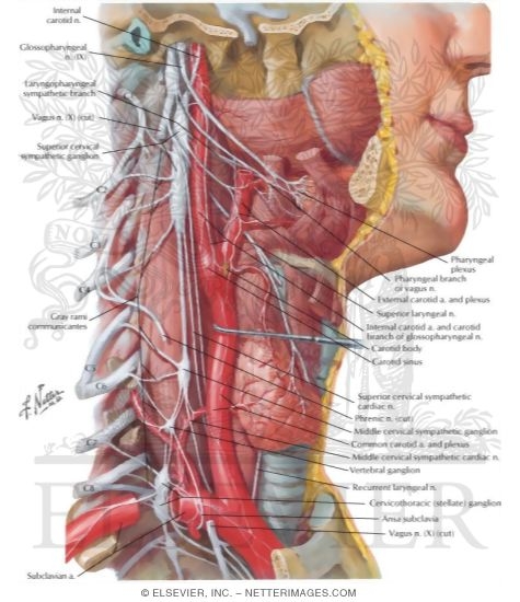 nerve bundle in neck