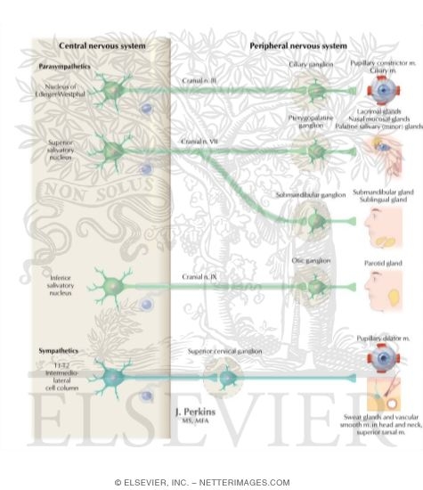 Schematic of Autonomic Distribution to the Head and the Neck