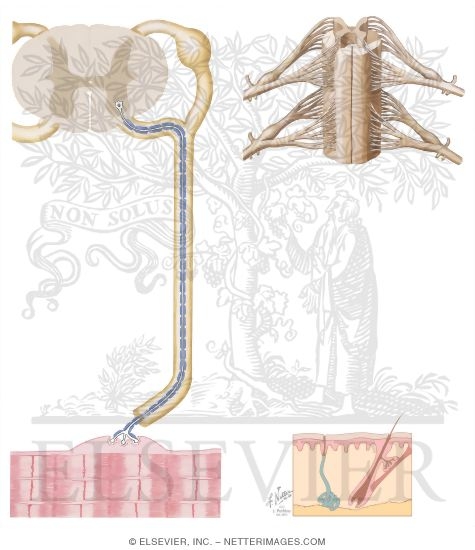 Typical Spinal Nerve