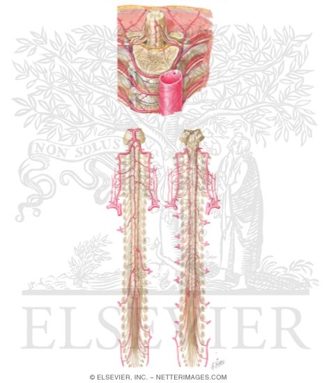 Blood Supply to the Spinal Cord