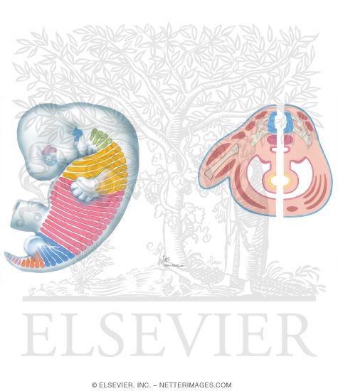 Myotome Segmentation Into Epimeres and Hypomeres