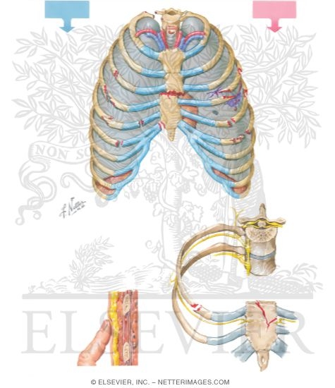 Thoracic Cage Injuries