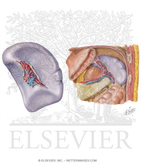 Spleen Anatomy Netter Anatomy Of Stomach STOMACH *Site: In The Left