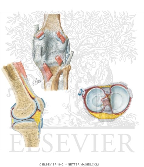 Knee Joint Ligaments and Bursae